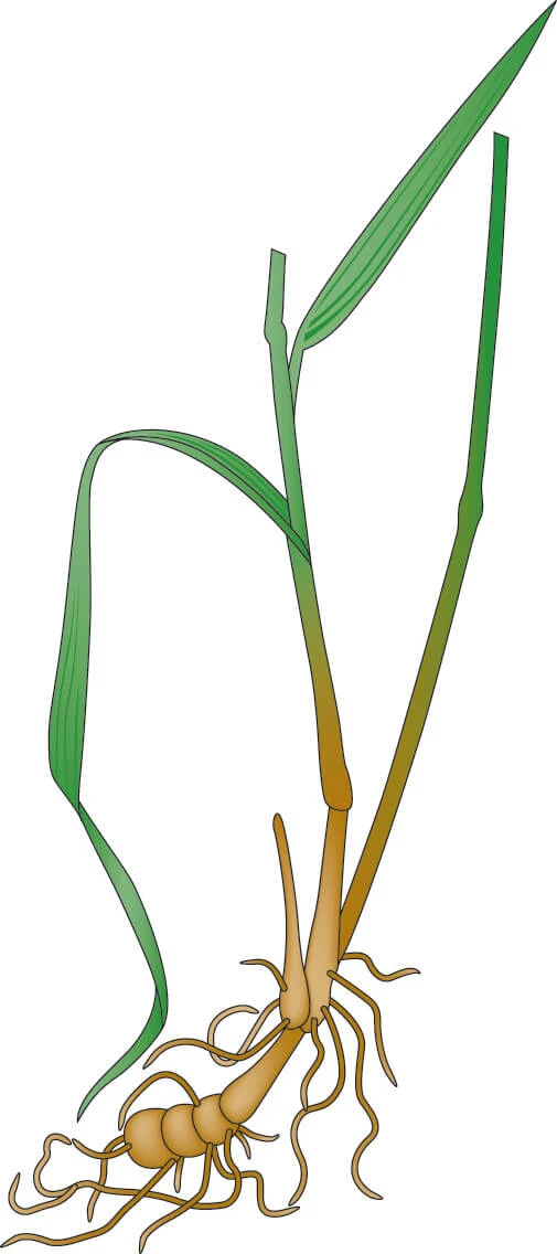 Onion couch/False oat-grass