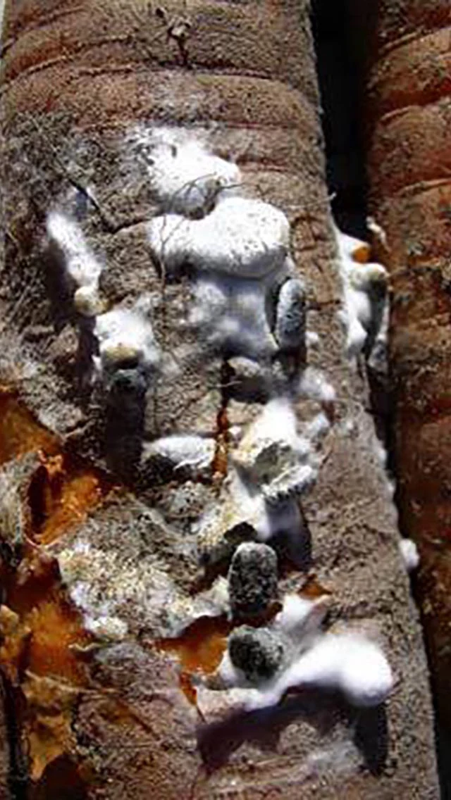 Sclerotinia - Carrots