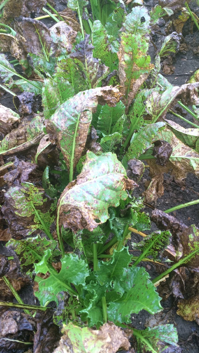 Cercospora Leaf Spot - Beet