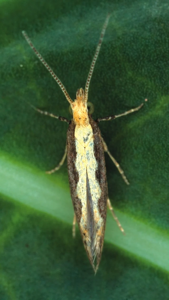 Diamond-back Moth