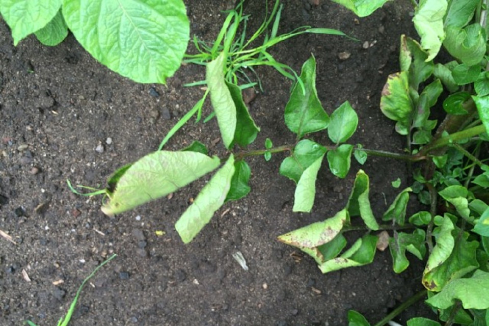 Leaf Roll
