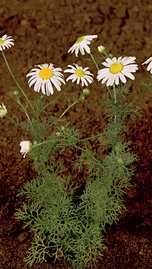 Scentless mayweed