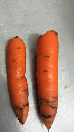 Carrot Diseases