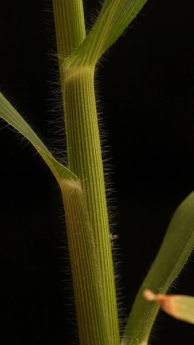 Common millet