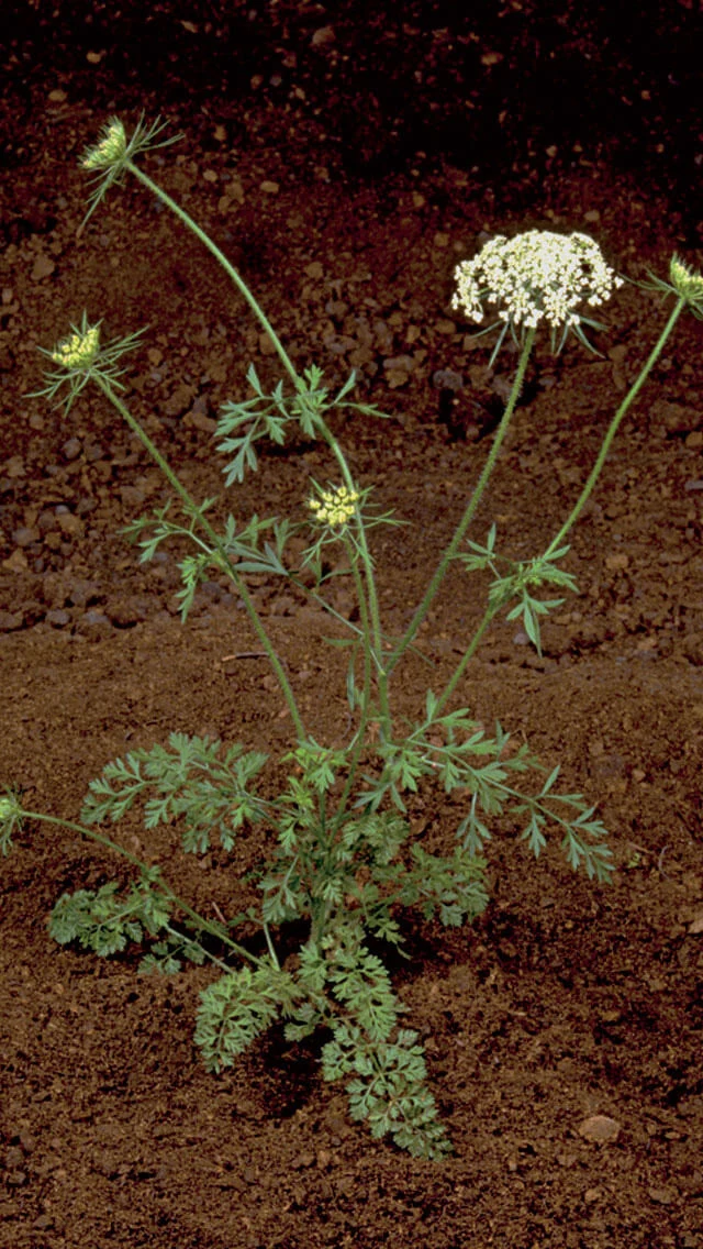 Wild Carrot