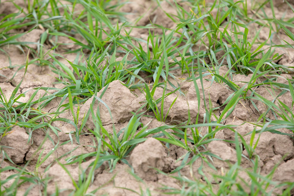 Seize the opportunity to control grass-weeds