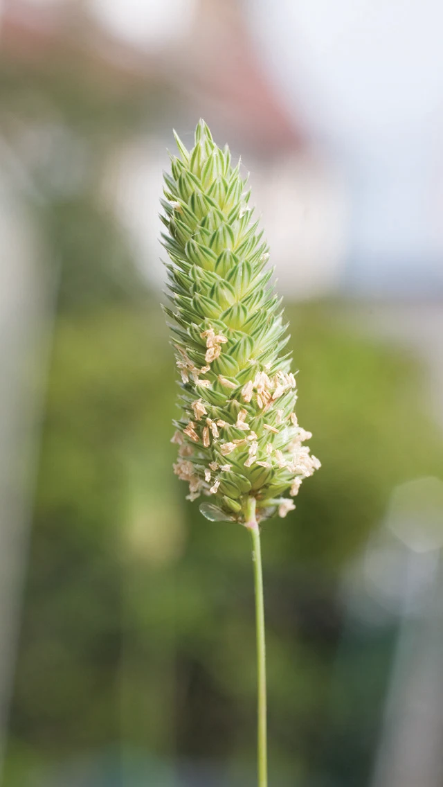 Canary grasses