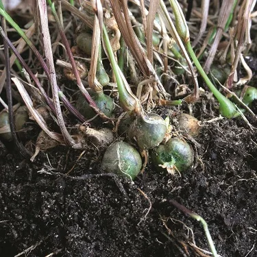 Onion couch/False oat-grass