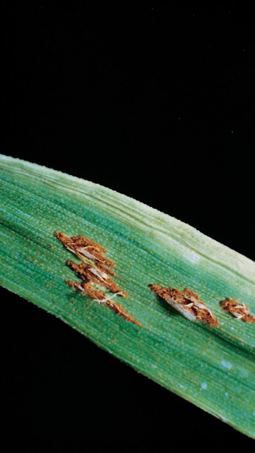 Black Stem Rust