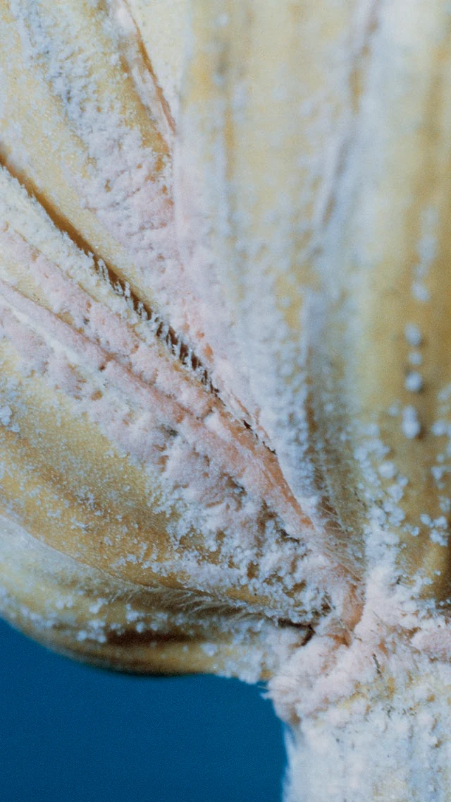 Fusarium Ear Blight