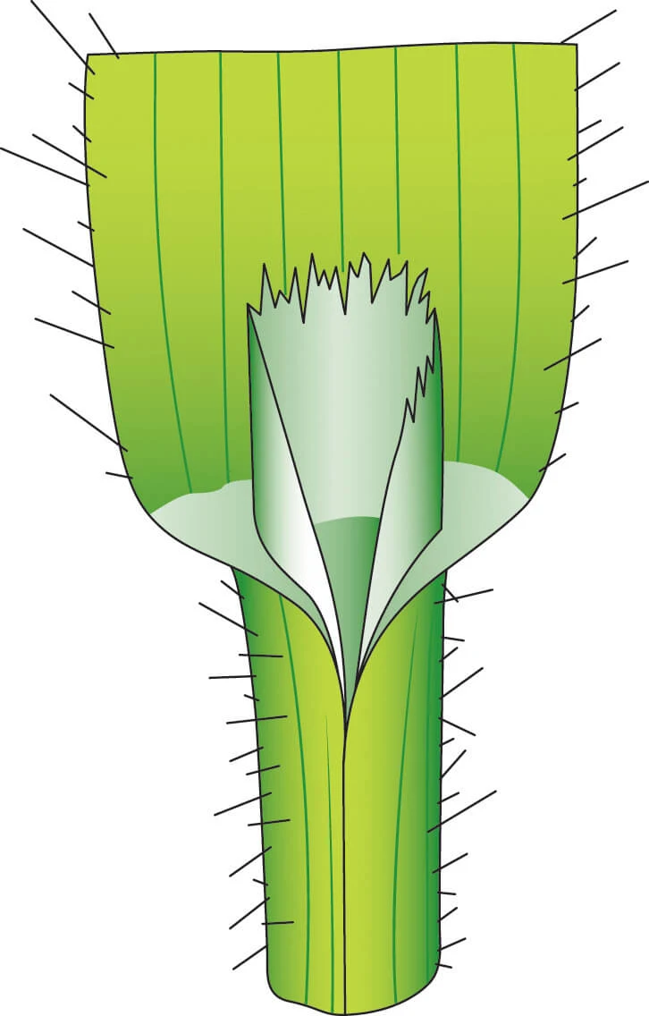 Great brome