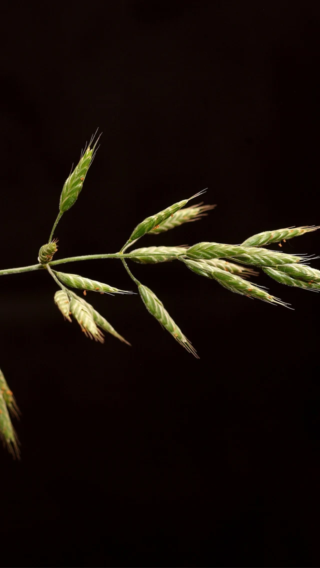 Meadow brome