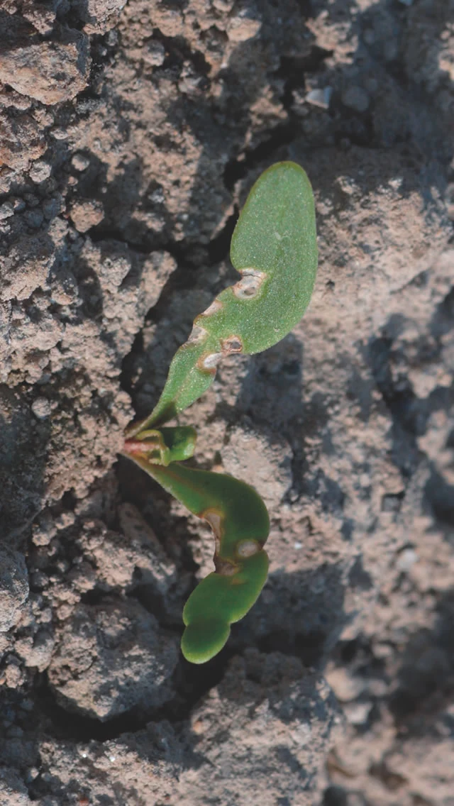 Beet Flea Beetles