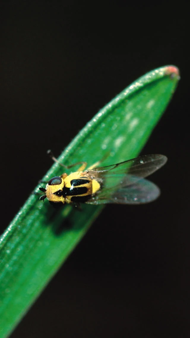 Gout Fly
