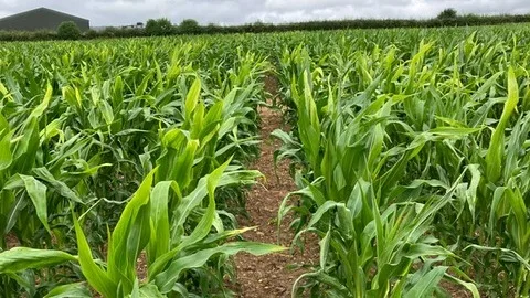 Maize variety choice in a changing climate