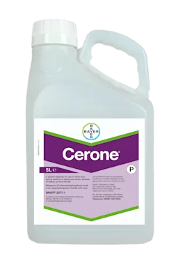 Cerone