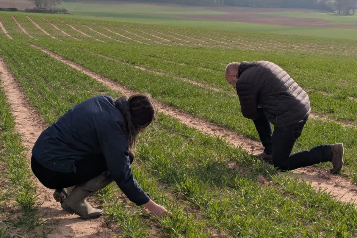Disease control advice for cereals and potatoes this May