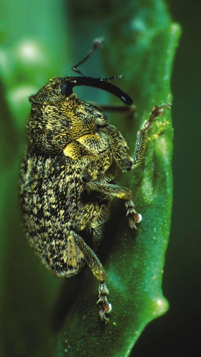 Rape Winter Stem Weevil