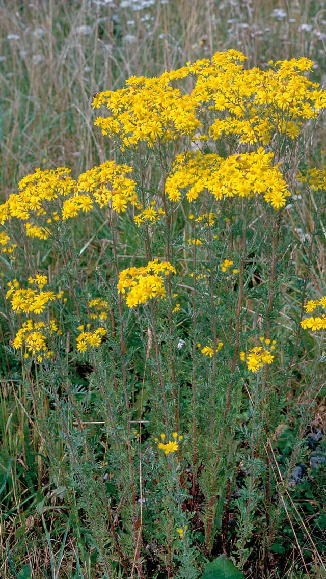 Ragwort