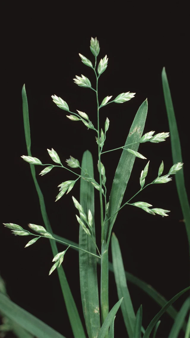 Annual meadow-grass
