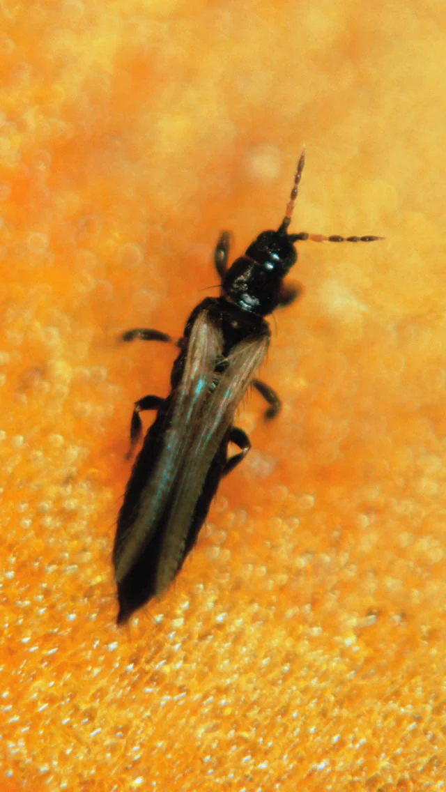 Pea Thrips