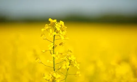 How southern growers can look after crops effectively in April