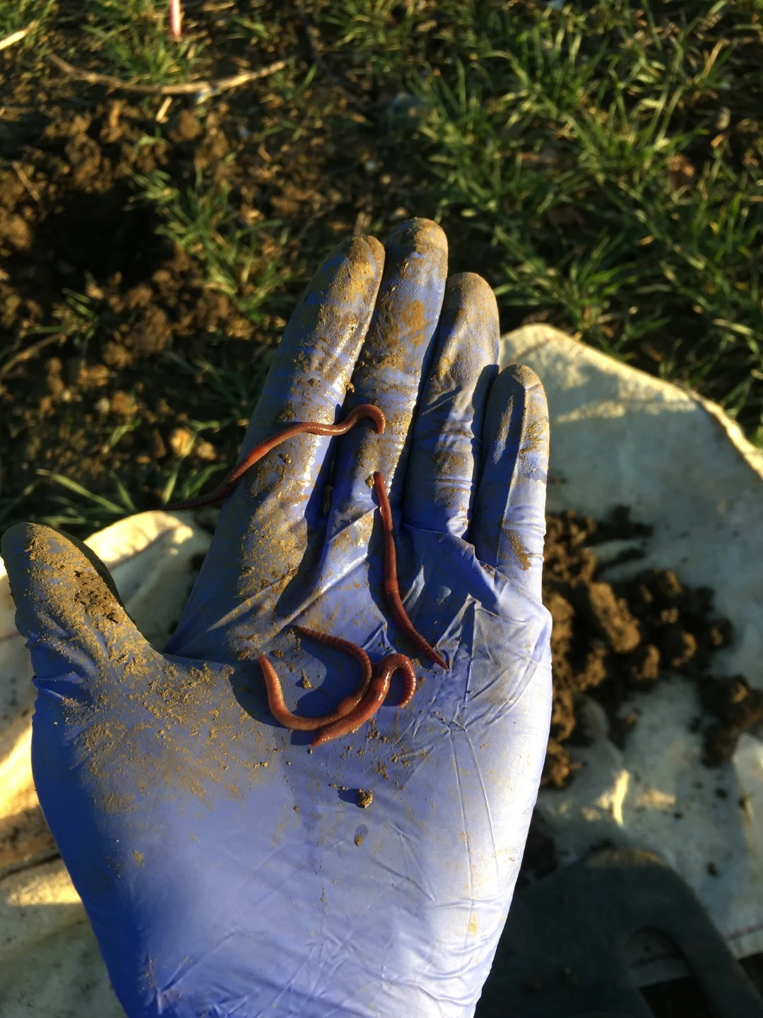 Improving soil health through earthworm management
