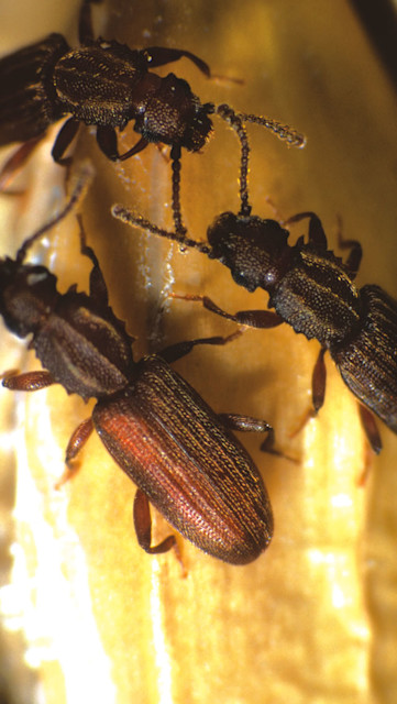 Saw-toothed Grain Beetle