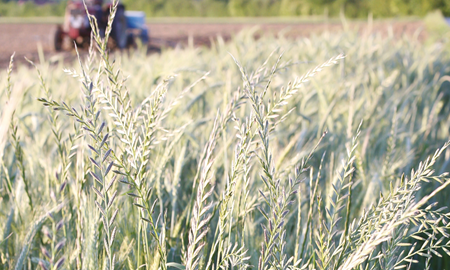 Fantastic response to Italian ryegrass survey