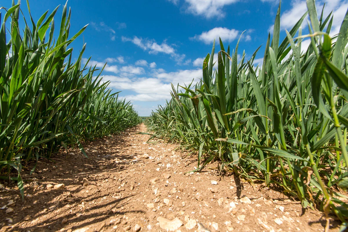 Scotland: Agronomy advice for the busy month of May