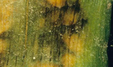 Net Blotch in Barley