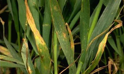Septoria tritici in wheat