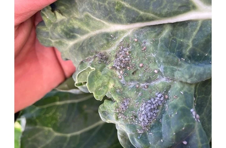 How to get new crops off to the best start in October in the south west