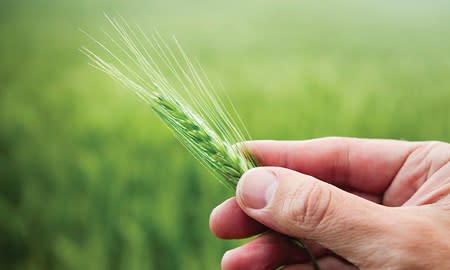 Successful spring barley