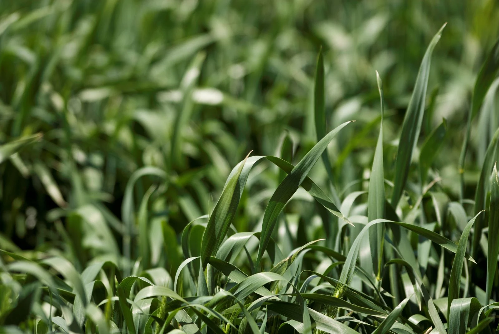How to control disease in dry or wet weather in cereals and insect ...