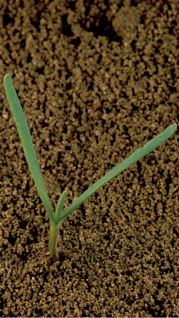 Knotgrass