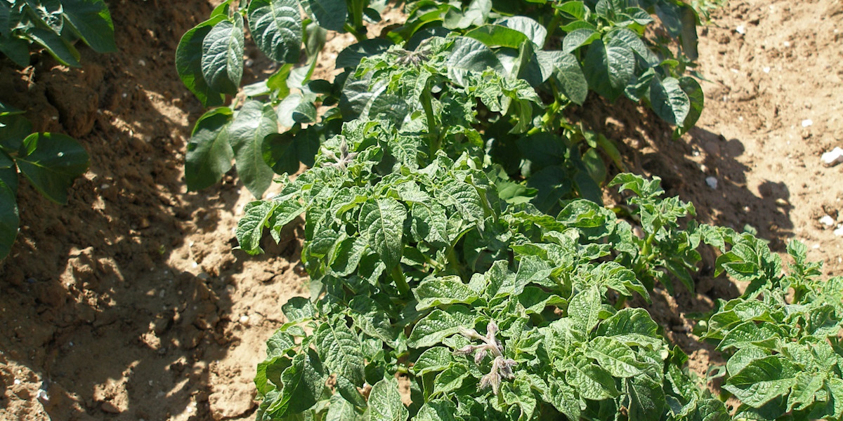 Potato Virus Y (PYV)