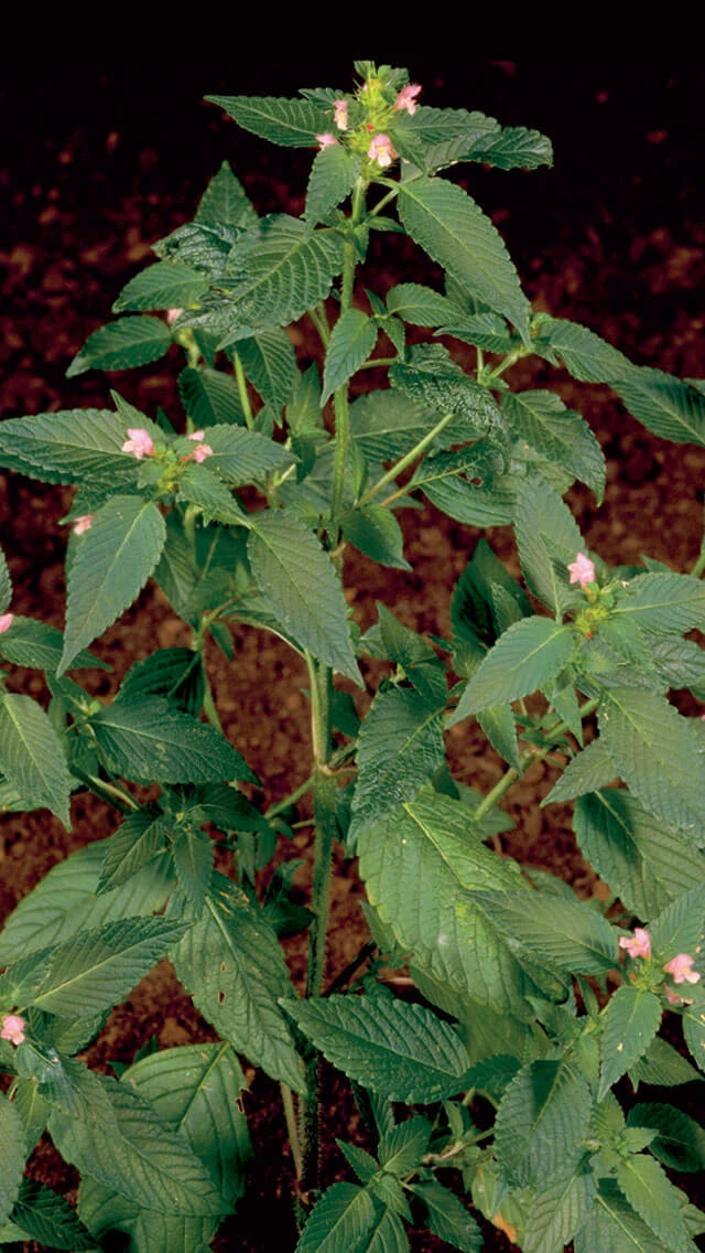 Day-nettle/Hemp-nettle