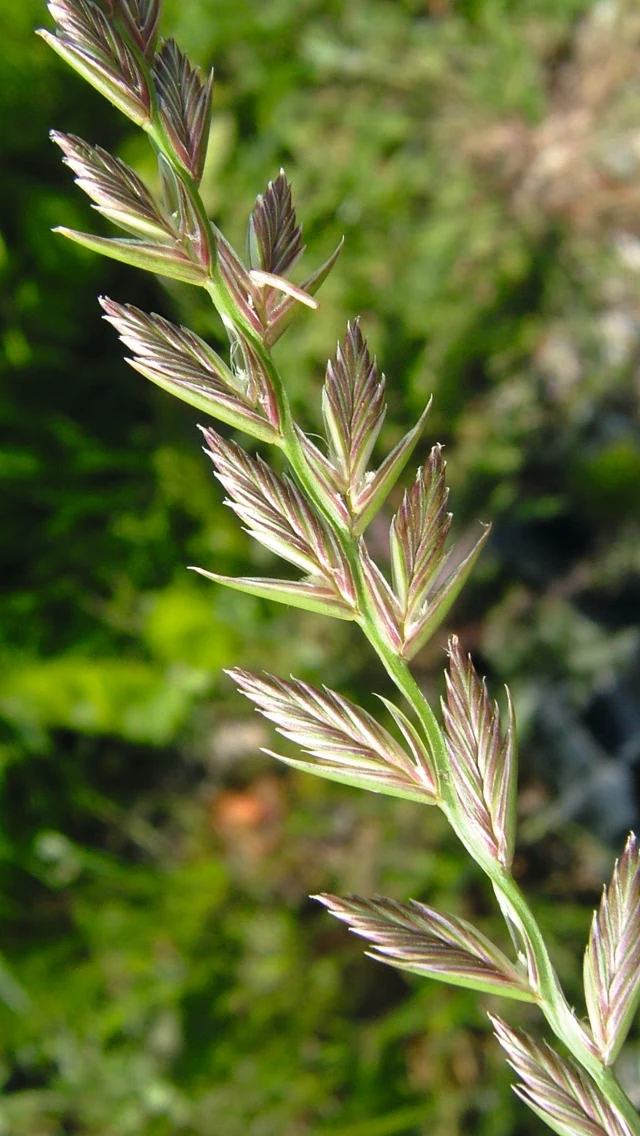 Perennial rye-grass