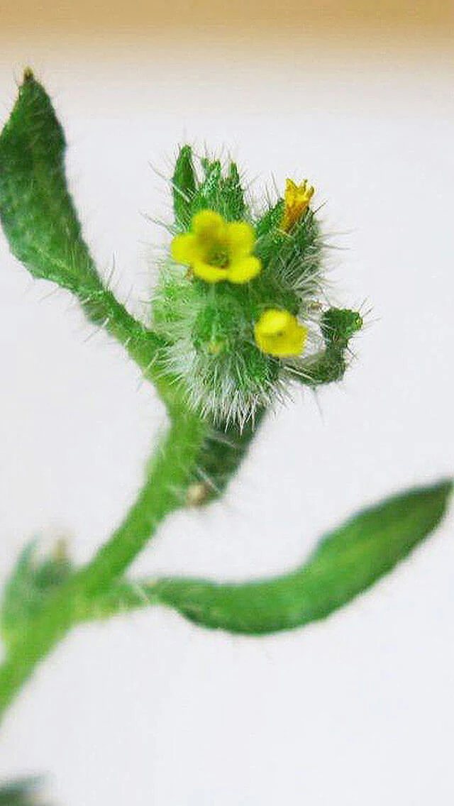 Fiddleneck