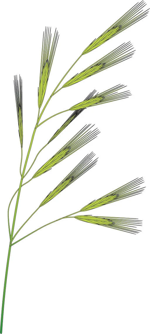 Great brome
