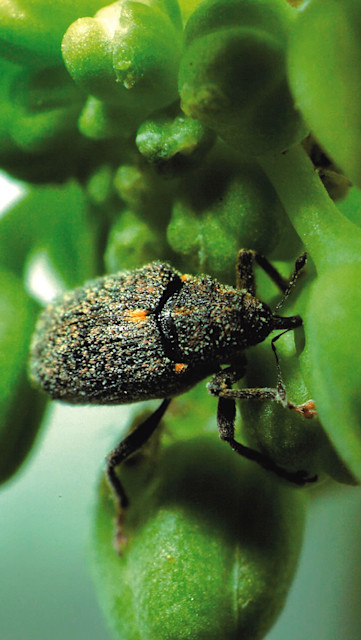Cabbage Stem Weevil