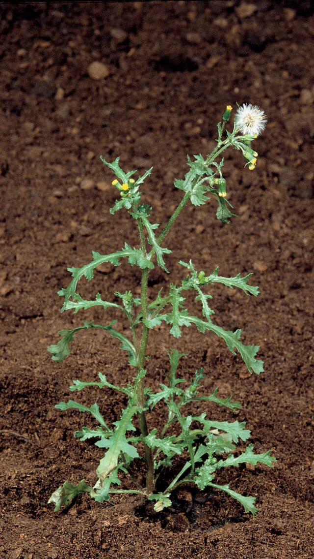 Groundsel