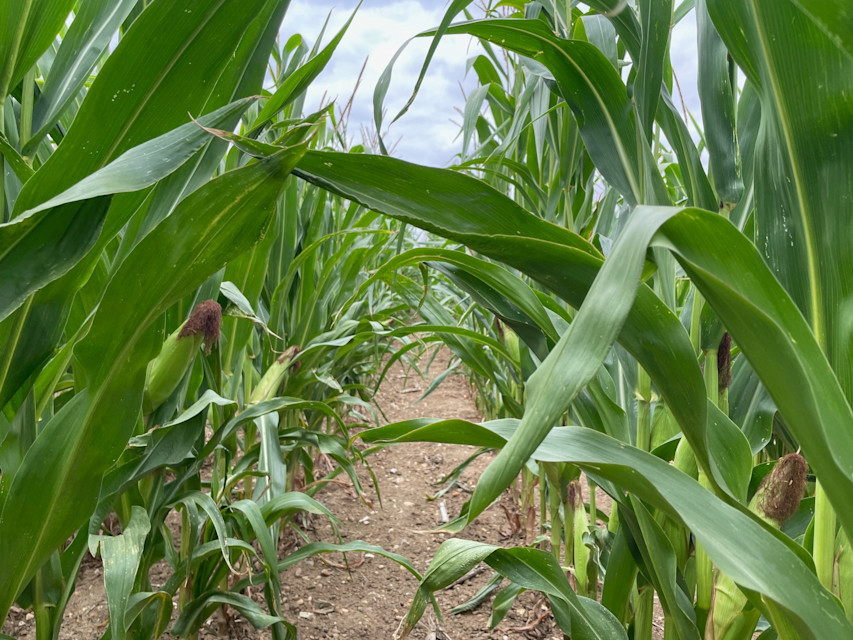 DEKALB Maize | How smart variety choice is keeping maize in the rotation