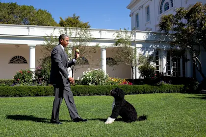 Bo and sunny | The Obama Foundation