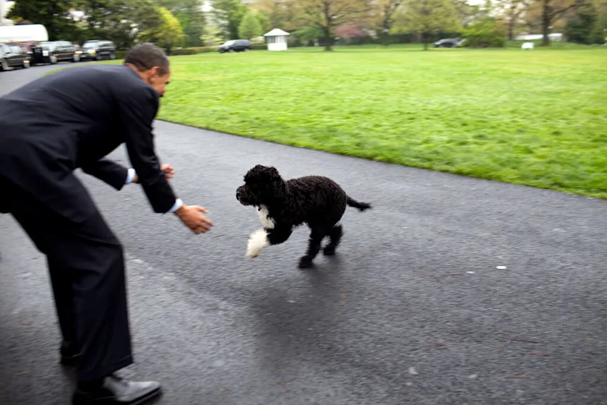 Bo and sunny | The Obama Foundation