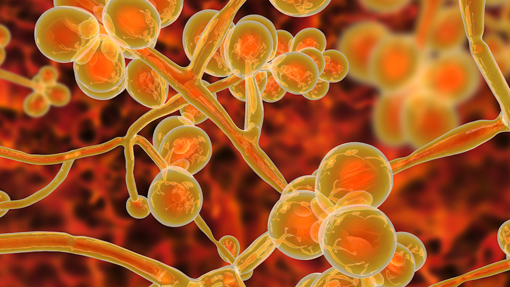 Tackling surface contamination is key to controlling Candida auris ...