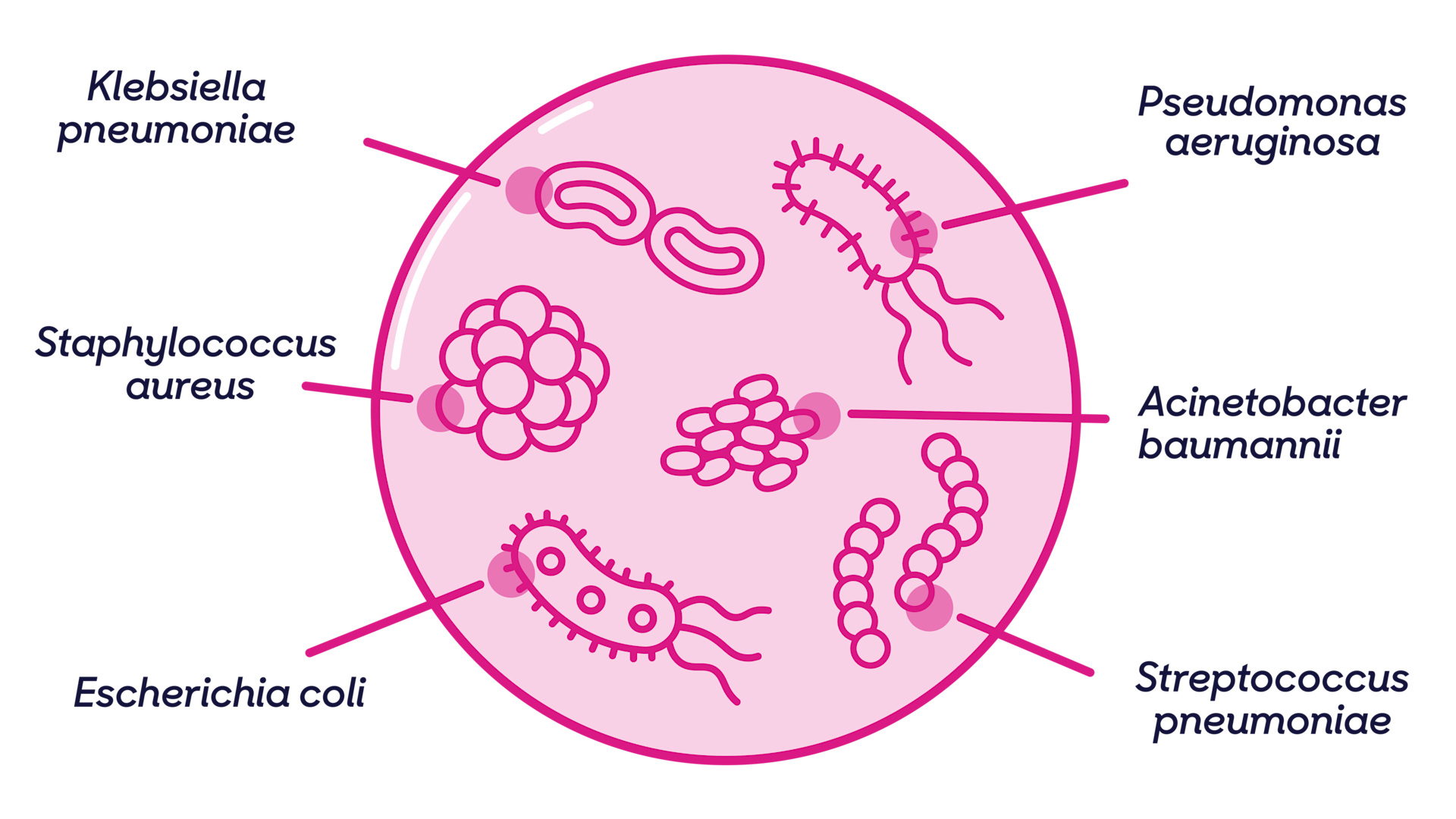 Why antimicrobial resistance (AMR) poses a major threat to human health ...