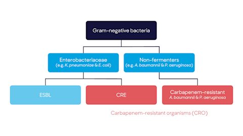 Briefing on ESBLs, CREs & other carbapenem-resistant organisms | GAMA ...