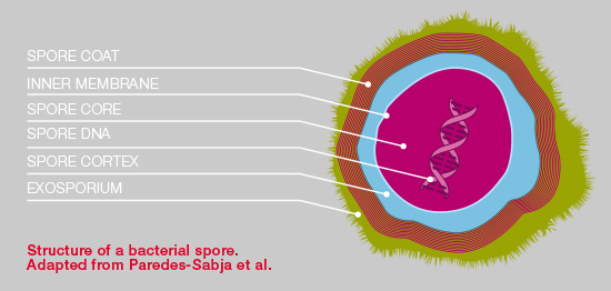 GAMA Healthcare News | Is your wipe really sporicidal?